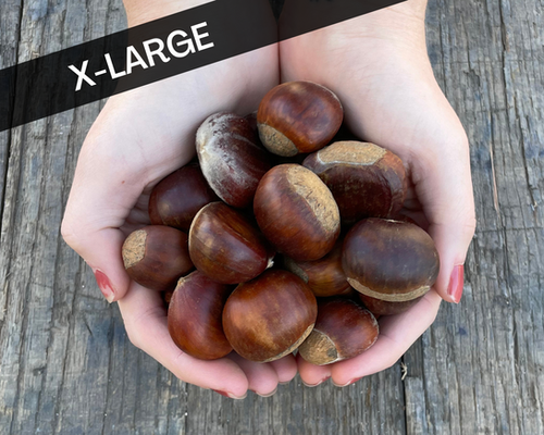 Extra Large | Valley Chestnuts
