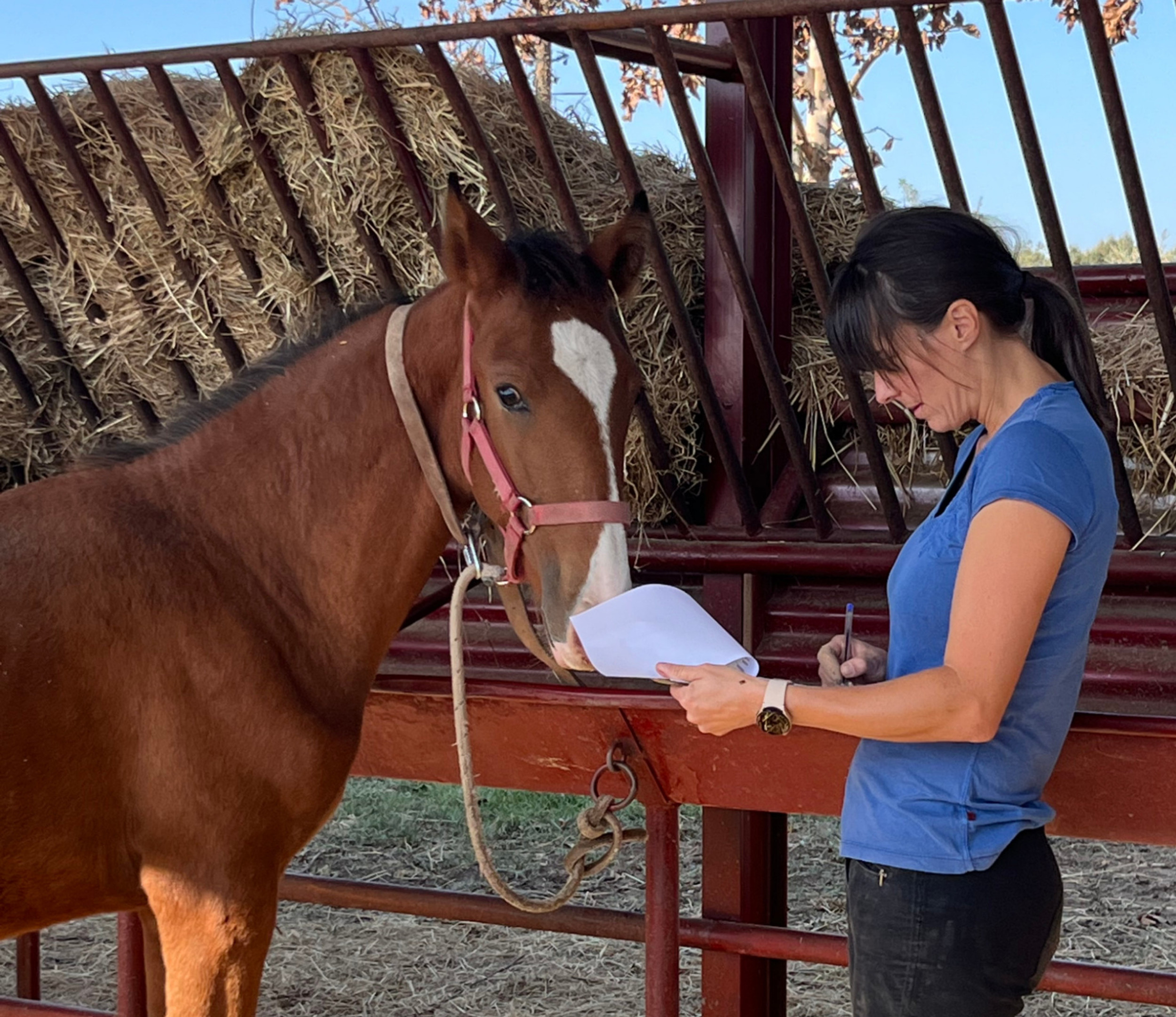 Young Horse Training & Care: Foal Identification Day