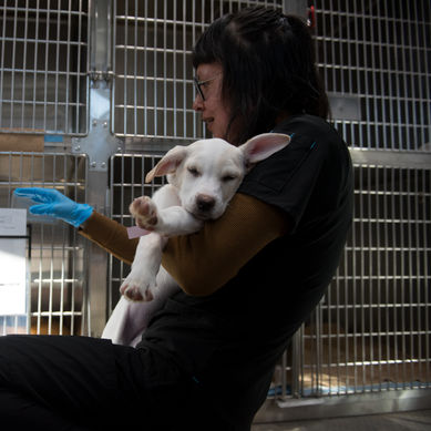 navajo nation animal shelter adoption