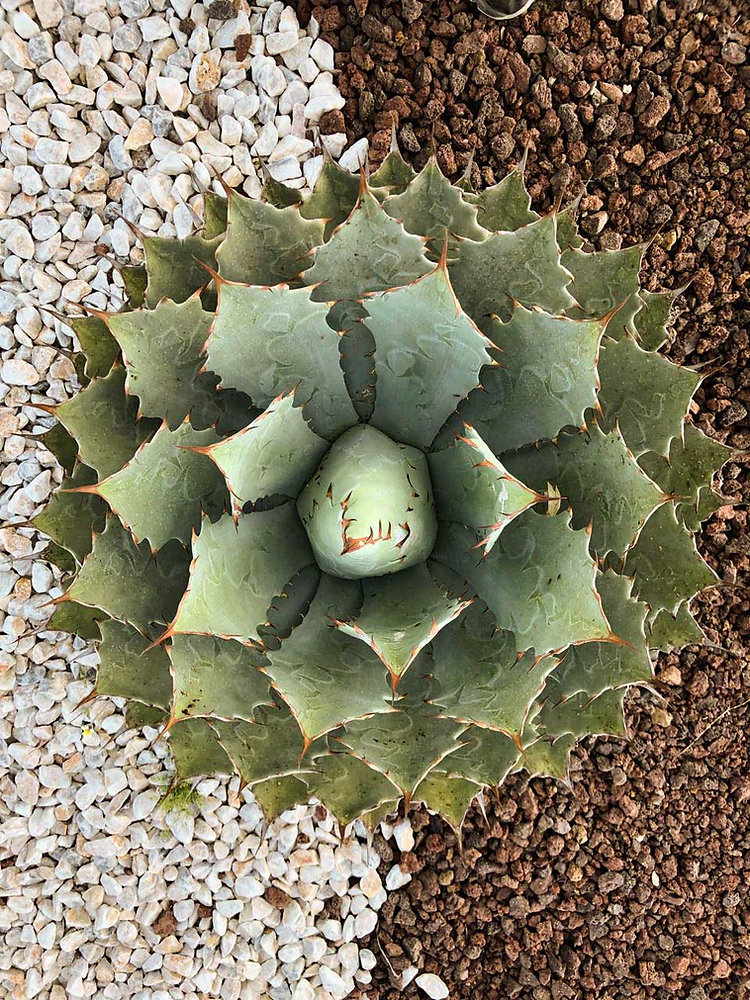 WHY AGAVE IS THE NEW MALT?