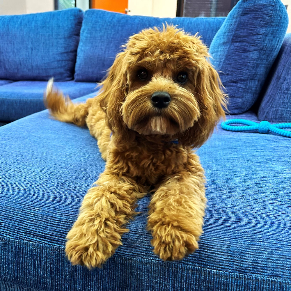 Levi is 'public ready'!