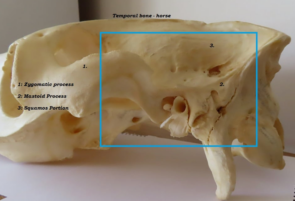 WG Sutherland, Cranial motion and the Primary Respiratory Mechanism