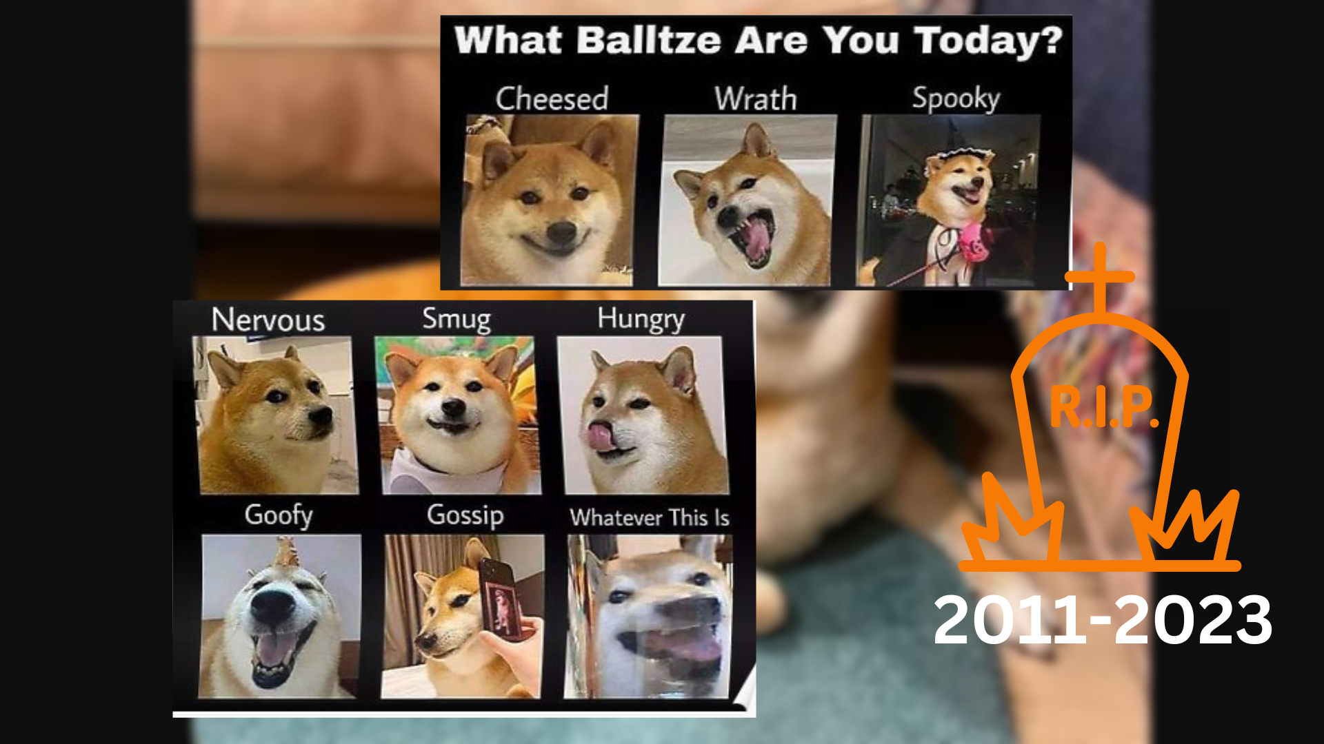 Internet mourns the death of viral meme dog Cheems Balltze