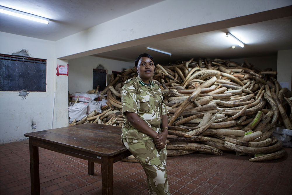 US government helps EPI to keep Africa’s ivory secure
