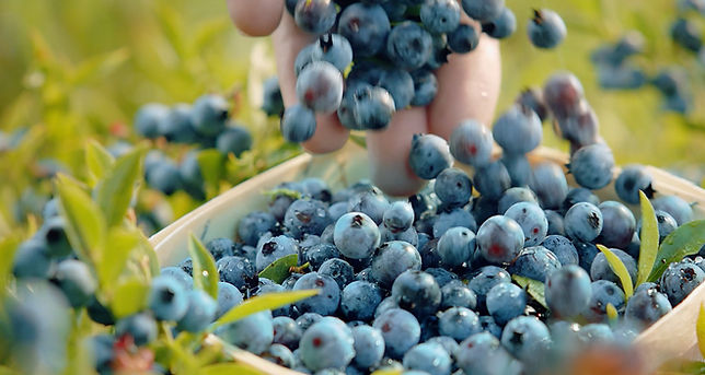 Wild Blueberries | OXFORD