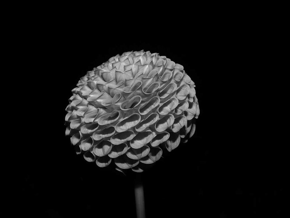 FEATURED ARTIST INTERVIEW SERIES: JANE BERNECKY