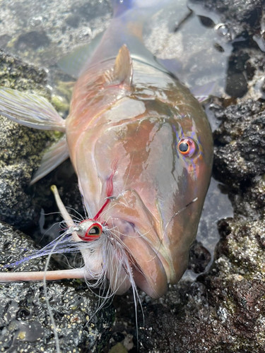 Manini- Kupipi | Maui Fly Co.