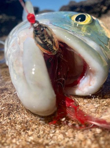 Baitfish- Kupipi | Maui Fly Co.