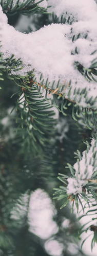 SUGARED SPRUCE | North Houston Candle