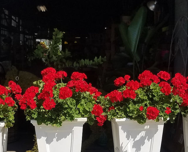 red geraniums home depot