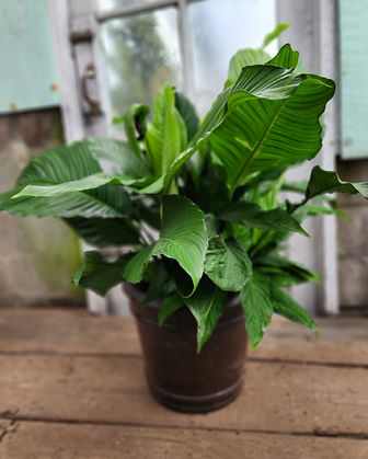 Pemberton's Greenhouses Plant Rentals