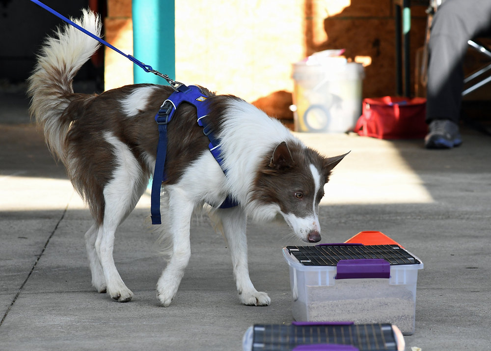 The Cost Of Scentwork: What To Expect