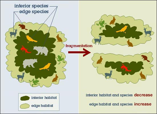 What Is Habitat Fragmentation And What Can We Do About It what-is-habitat-fragmentation-and-what-can-we-do-about-it