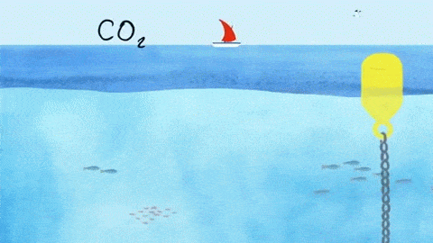 Ocean Acidification