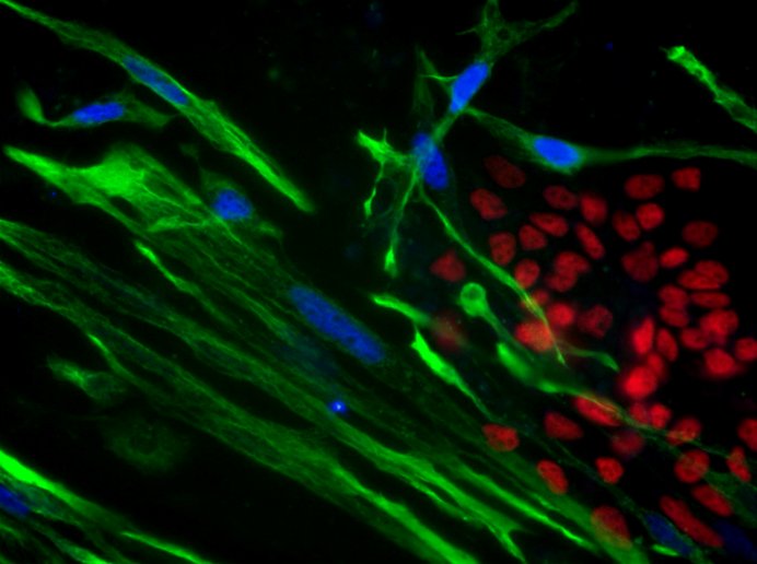 Mina Gouti Lab Neuromesodermal Progenitors