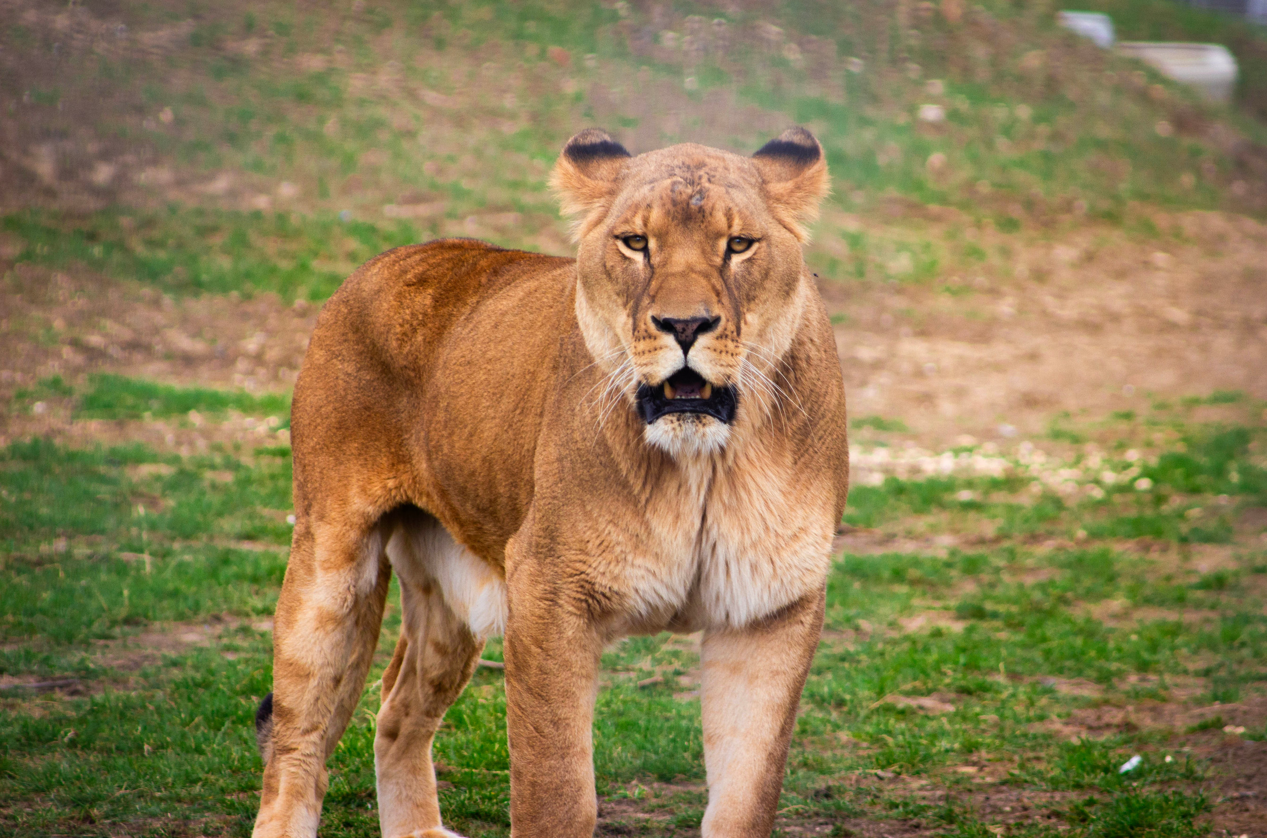 Animal Experiences | Johnsons of OldHurst