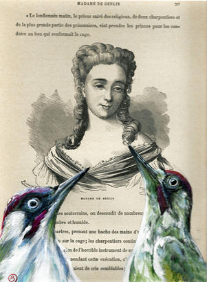 Oiseaux | Pierre-Yves Bonnot Illustrations