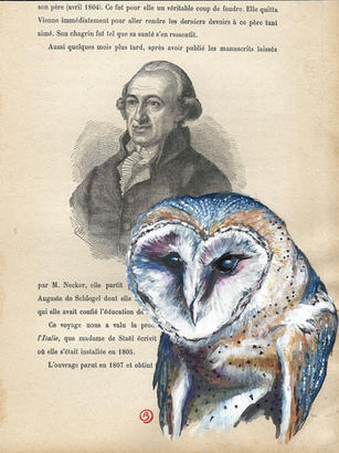 Oiseaux | Pierre-Yves Bonnot Illustrations
