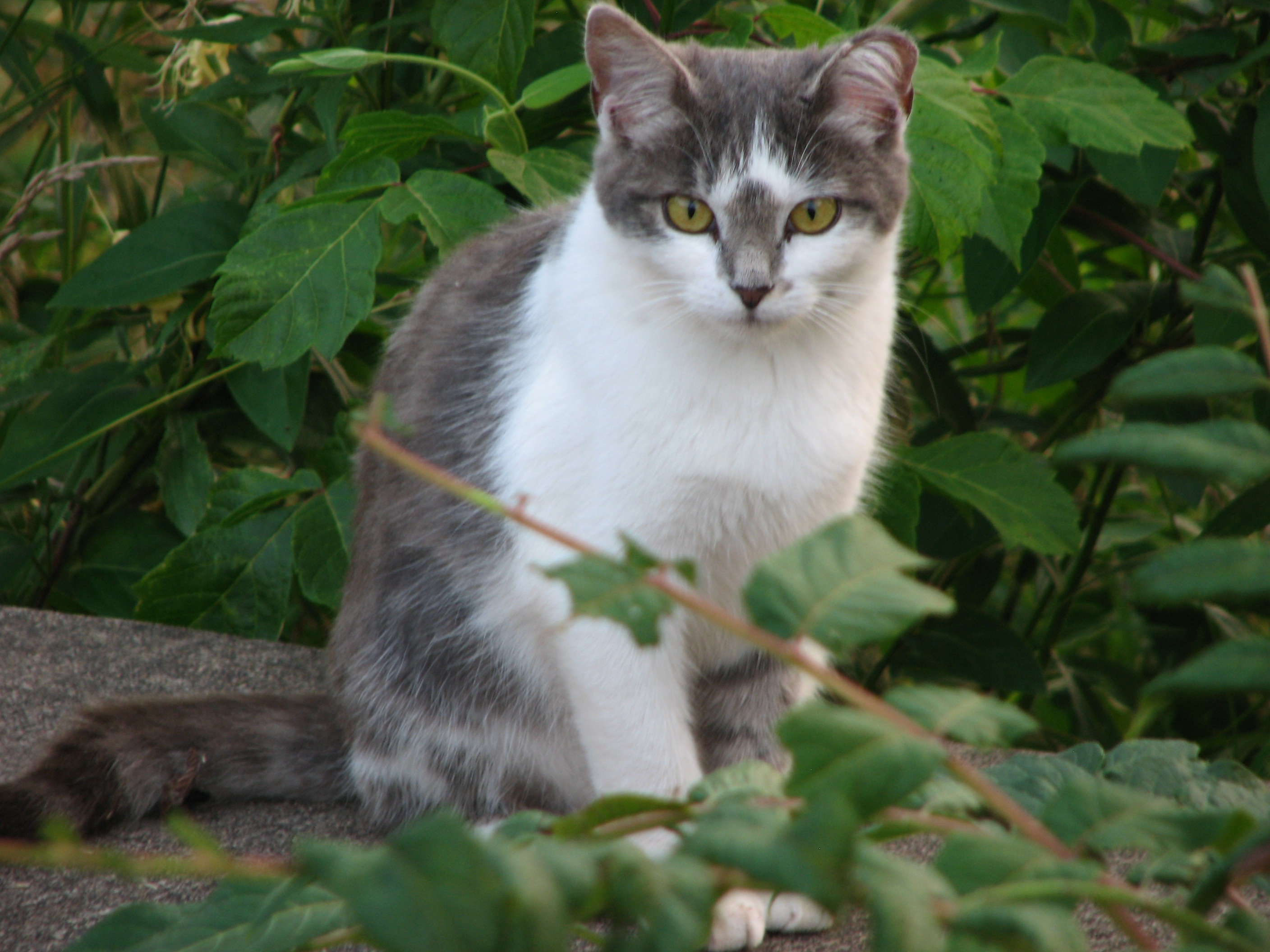 Save A Kitty Feral Cat Program, Inc.