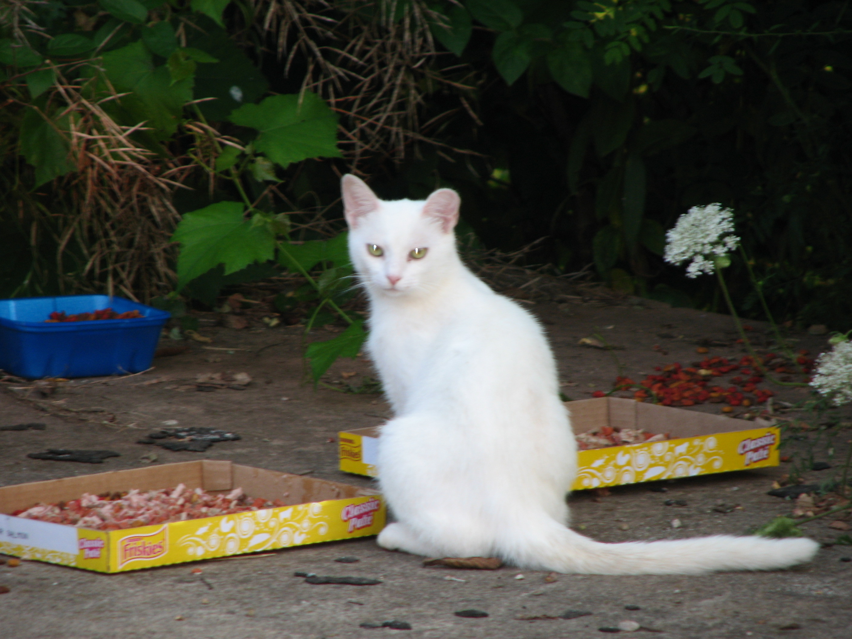 Save A Kitty Feral Cat Program, Inc.