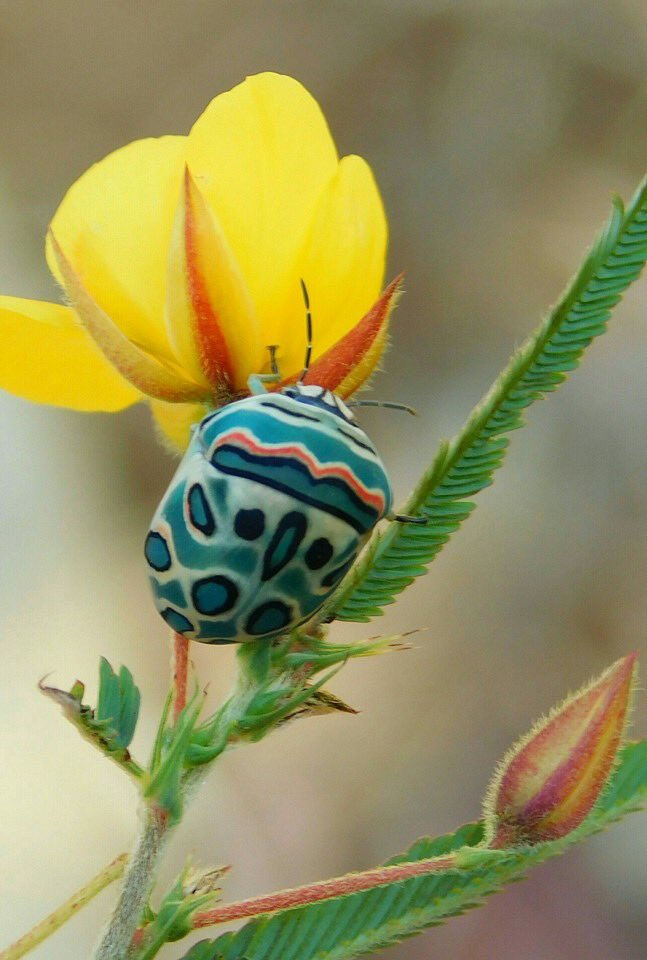 Inspiration: Picasso Bug