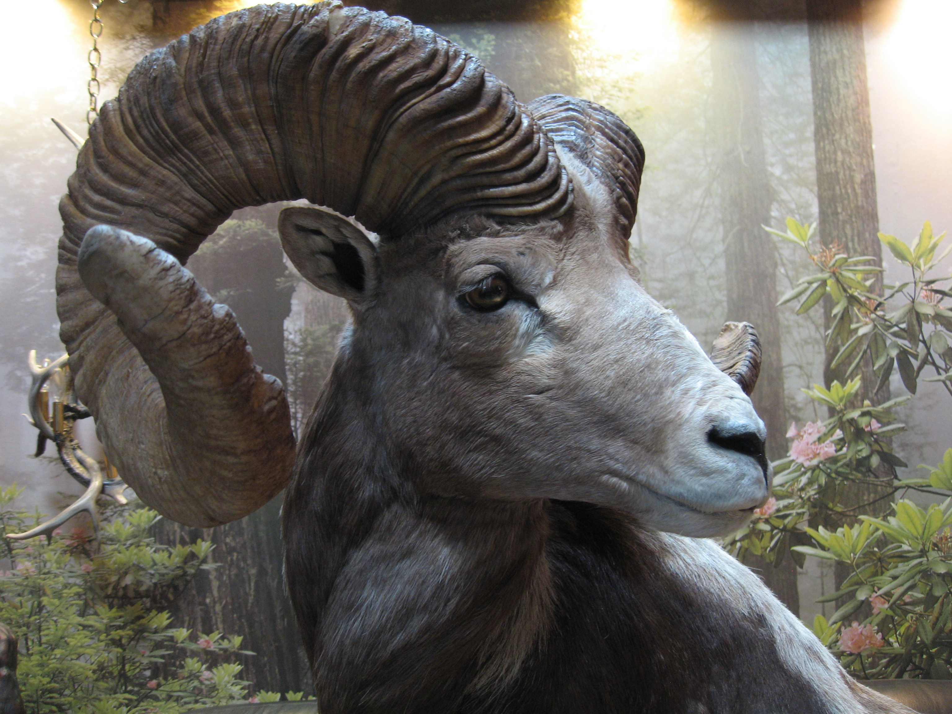 Exotic and novelty Taxidermy