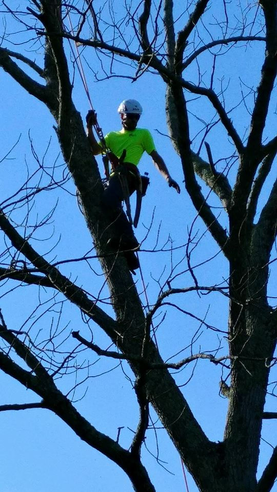 Southern Ohio Tree Service llc | Tree Service | 3611 Antle Orchard Road ...