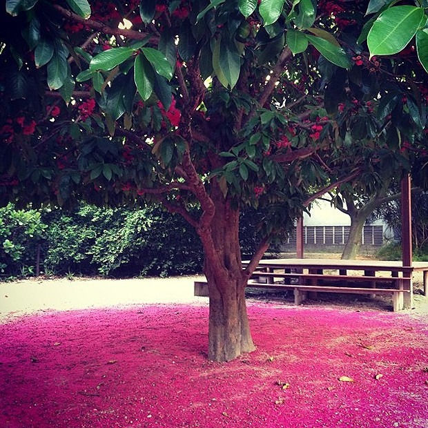 Jambo – a Fruta de MIL Benefícios!