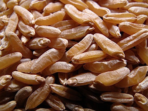 Khorasan Wheat berries, Organic - Similar to Kamut® - Select for Sale ...