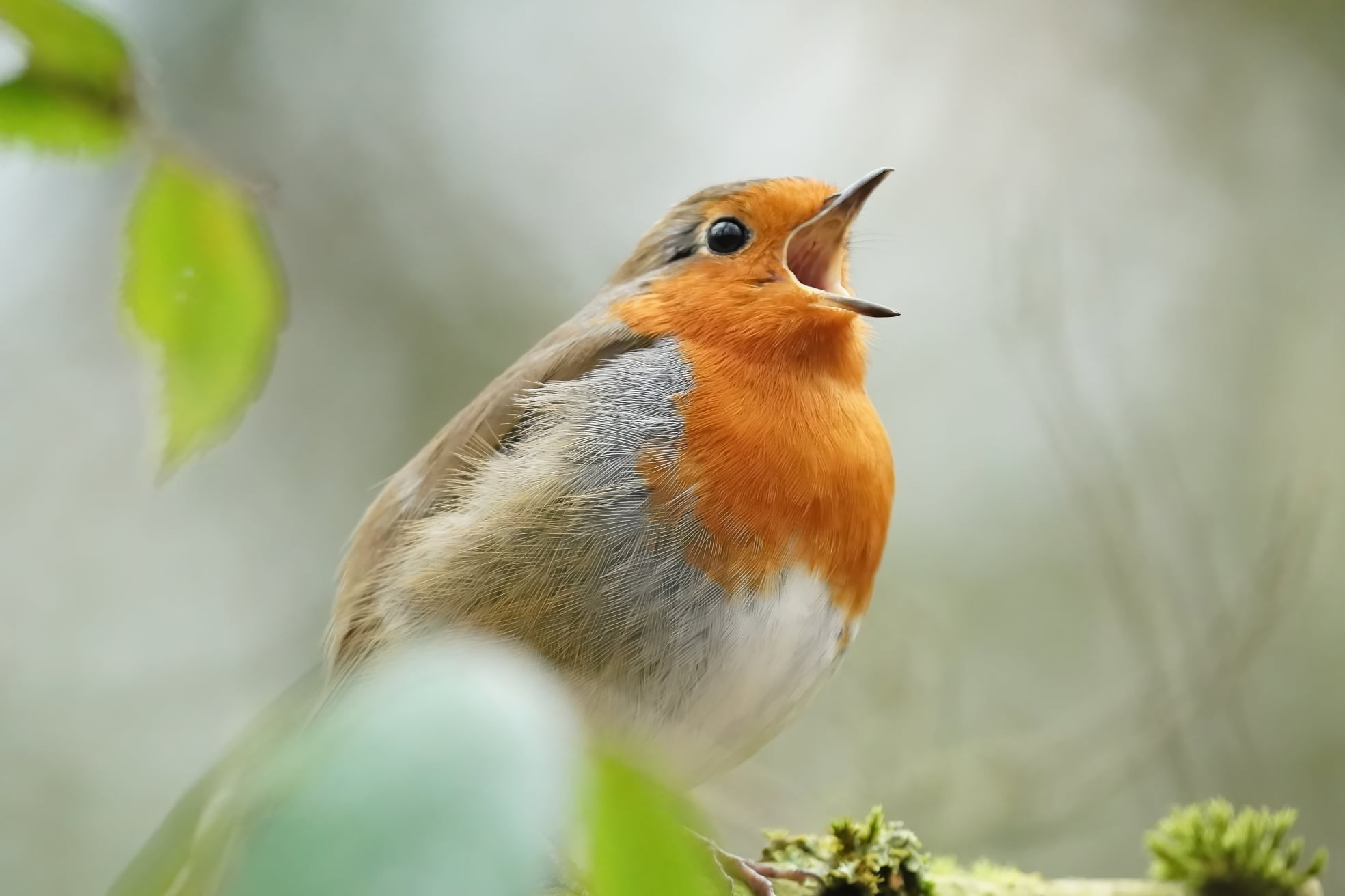 Gallery | Friends of Rivacre Valley | Ellesmere Port