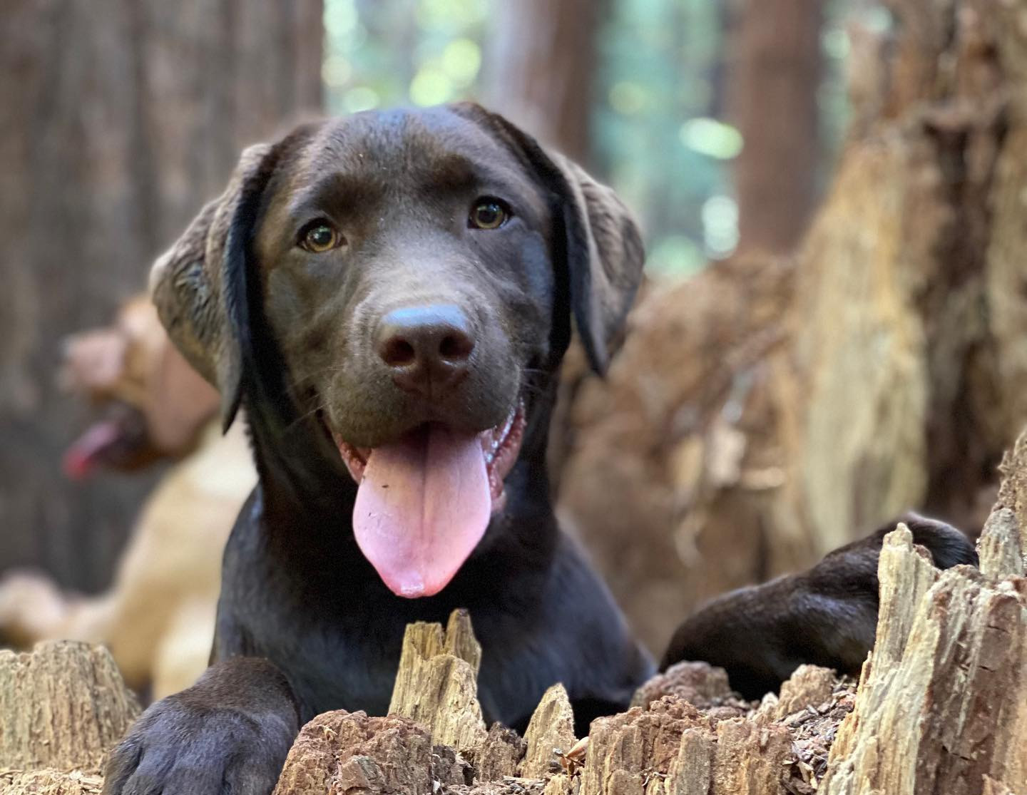 Drizzle | Moonlight Labradors | San Francisco Bay Area | California