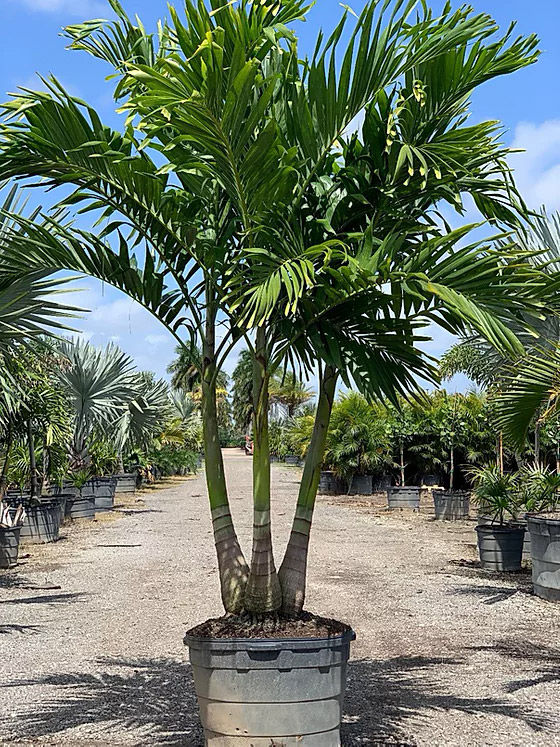 Palms | Another Bloomin' Nursery | Green Cove Springs