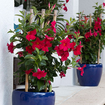 Mandevilla Trellis | AB Nursery