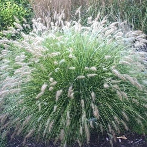 White Fountain Grass | AB Nursery