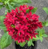 Pentas | AB Nursery