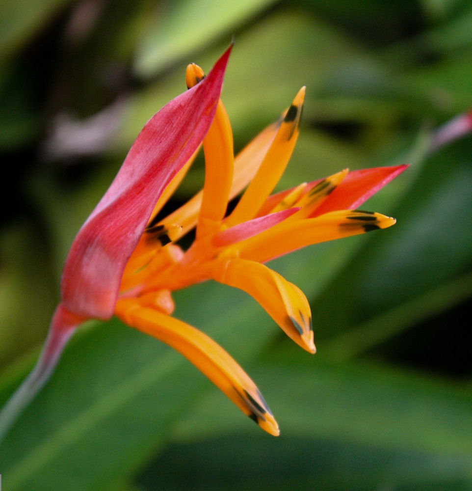 15 Plants Perfect for the Shade in Florida