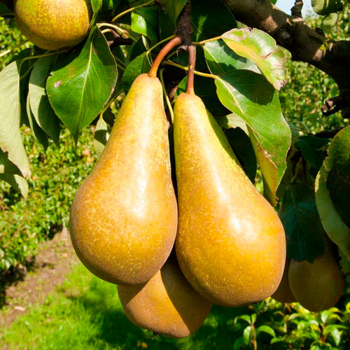 Pineapple Pear Tree | AB Nursery