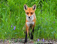 About Furbearers | Missouri Trappers Assocation