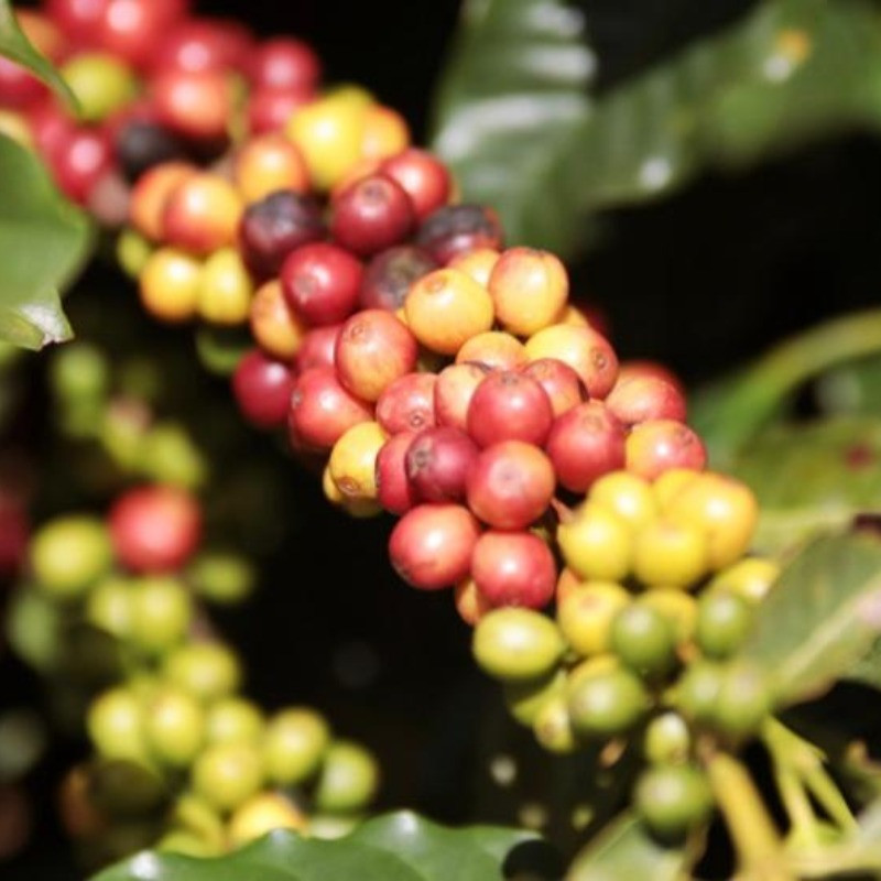 Brazil Castanas Single Origin Coffee Beans | Natural Process | Bean Smitten