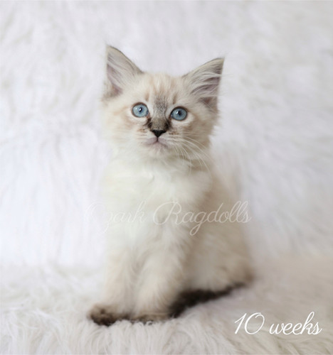 Honey Bunches | Ozark Ragdolls