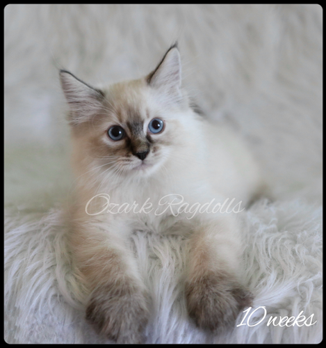 Shadow | Ozark Ragdolls