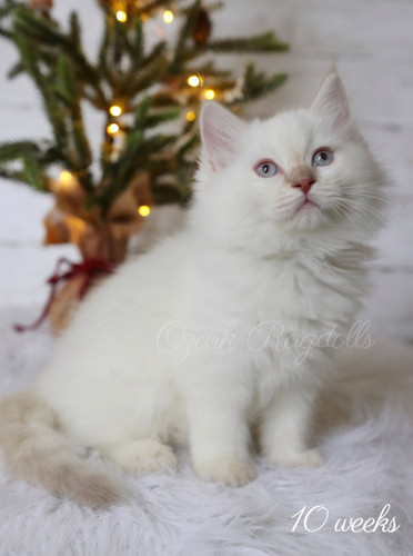 Nutmeg | Ozark Ragdolls