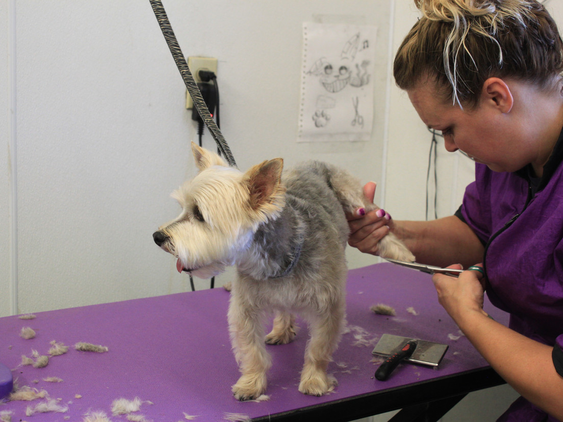 Grooming | Long Veterinary Clinic