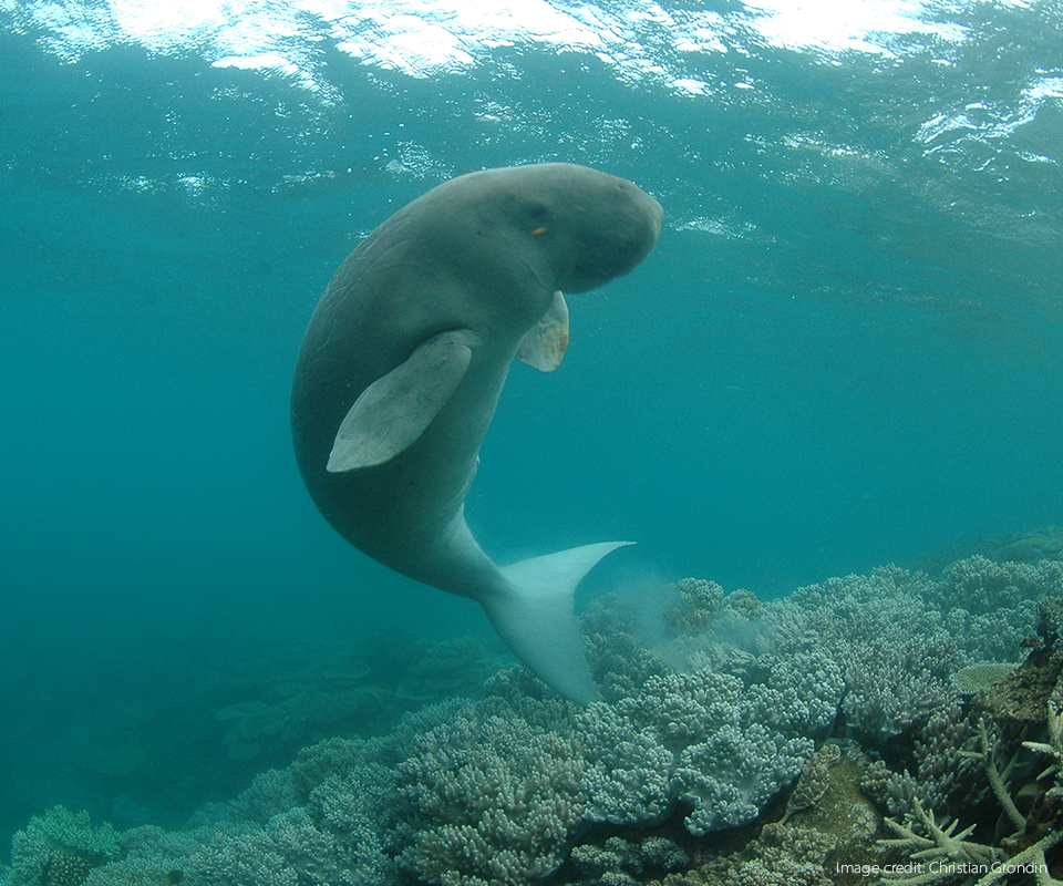 Using dugong genetics to understand connectivity