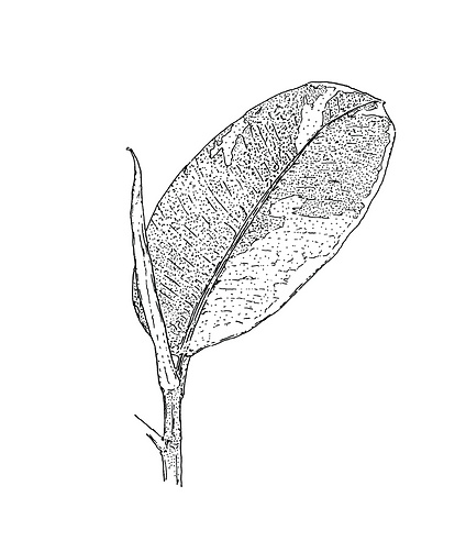 ficus elastica leaf under microscope