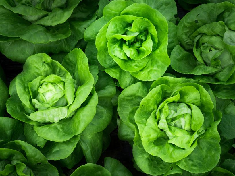 Les bienfaits de la laitue | Conseils nutrition