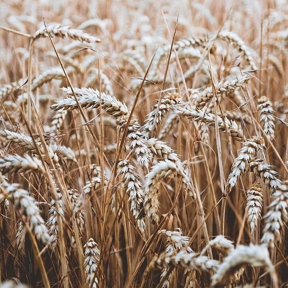 Les bienfaits des féculents complets | Conseils nutrition