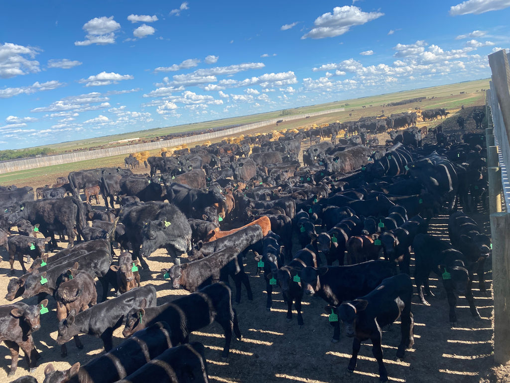 P Cross Ranch Livestock Feed, Mineral and Salt Dealer