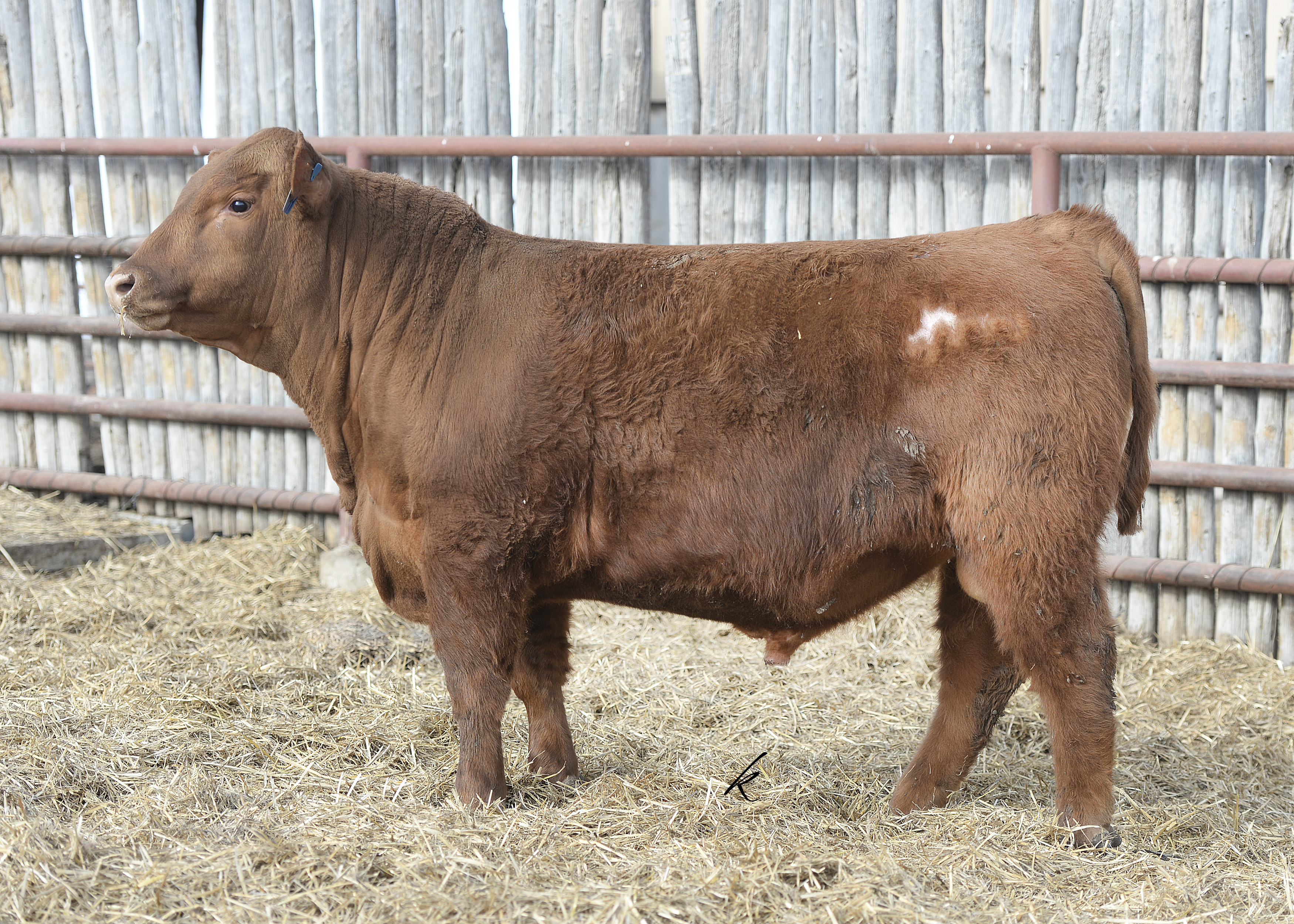 Sutphin Cattle | HomeBulls | Sutphin Cattle Company | United States