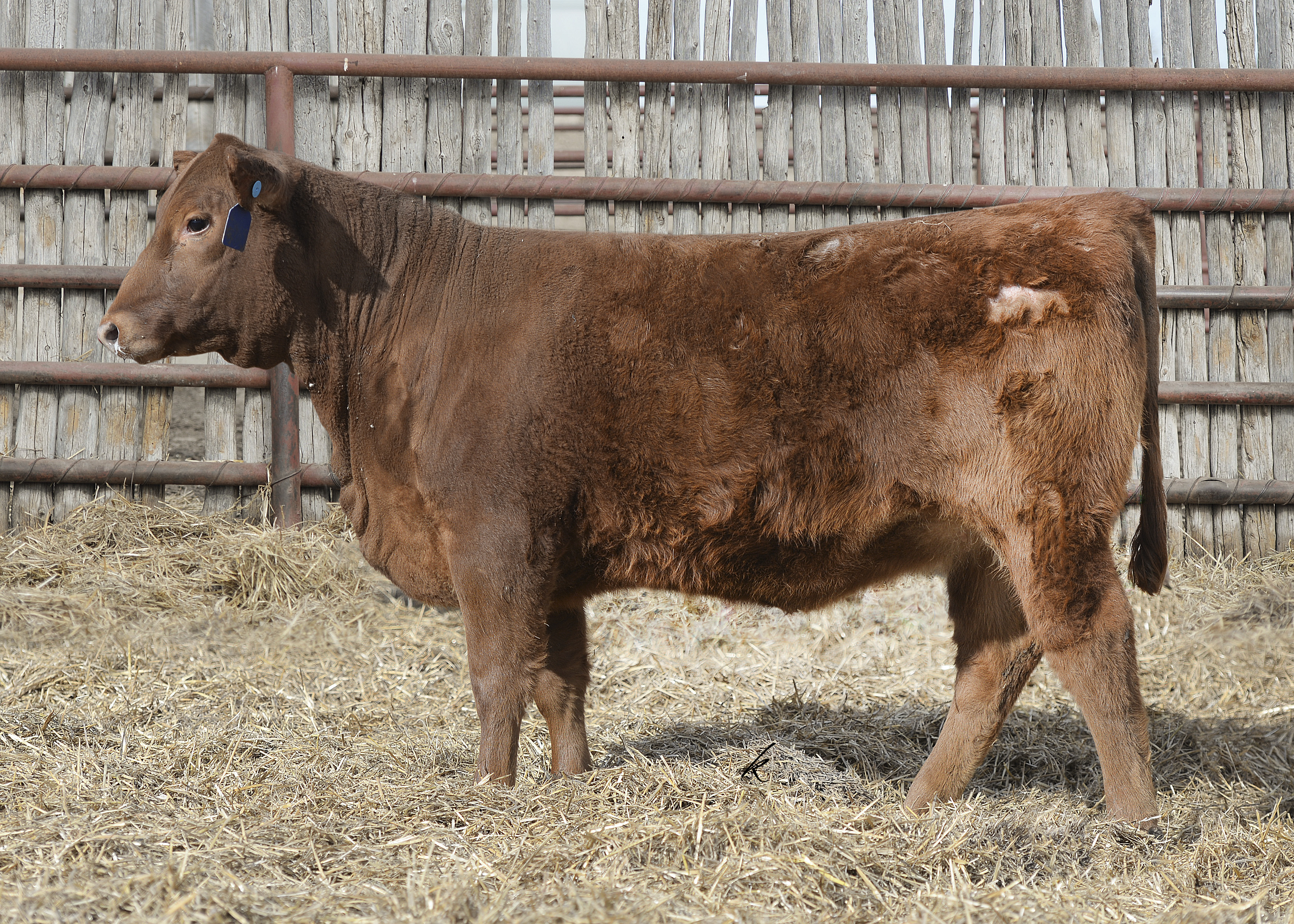 Sutphin Cattle | HomeBulls | Sutphin Cattle Company | United States